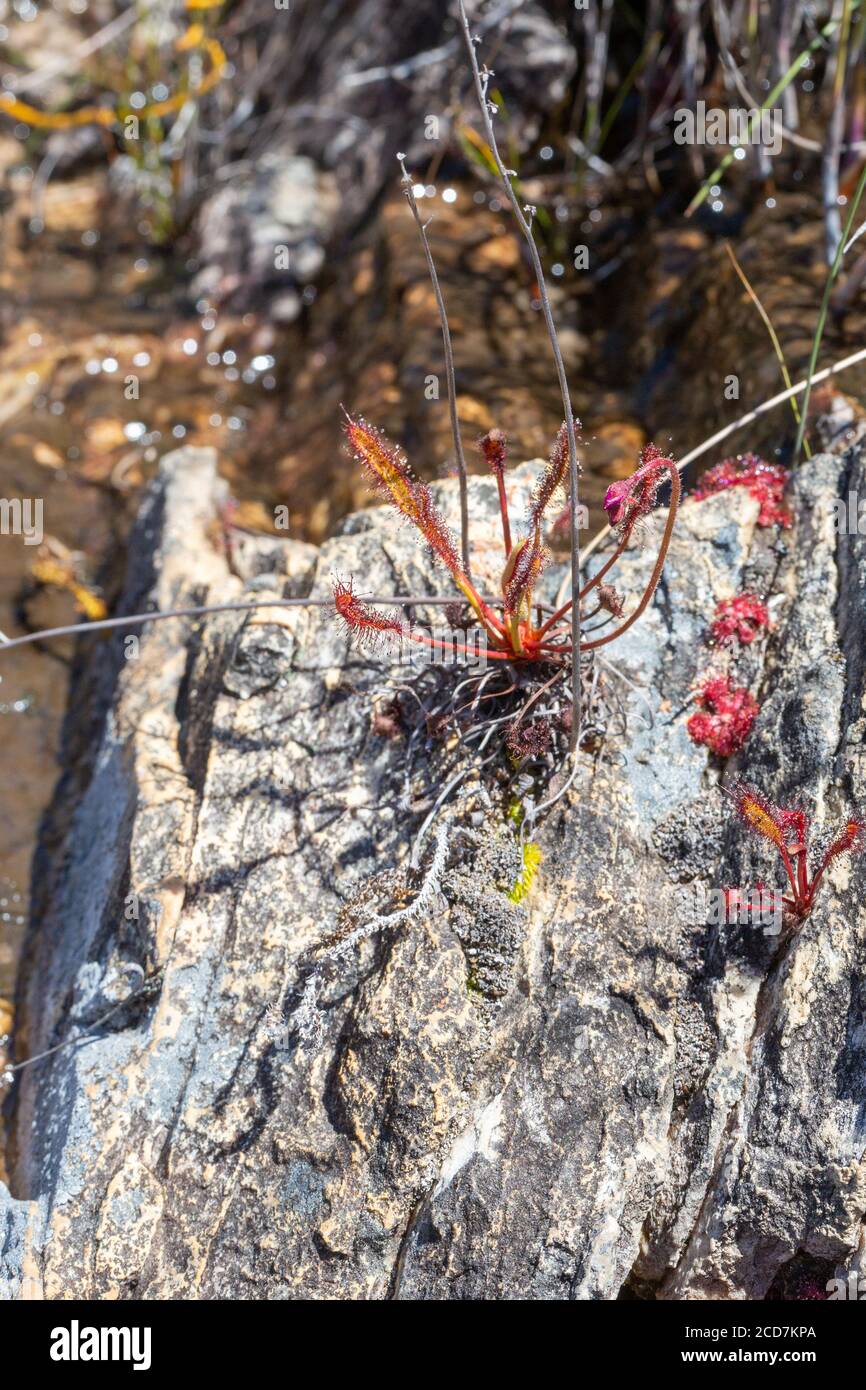 Drosera capensis and Drosera rubrifolia close to Ceres, Western Cape ...