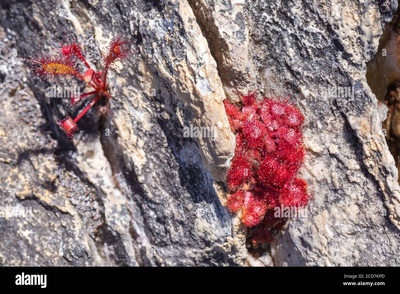 Drosera capensis and Drosera rubrifolia close to Ceres, Western Cape ...