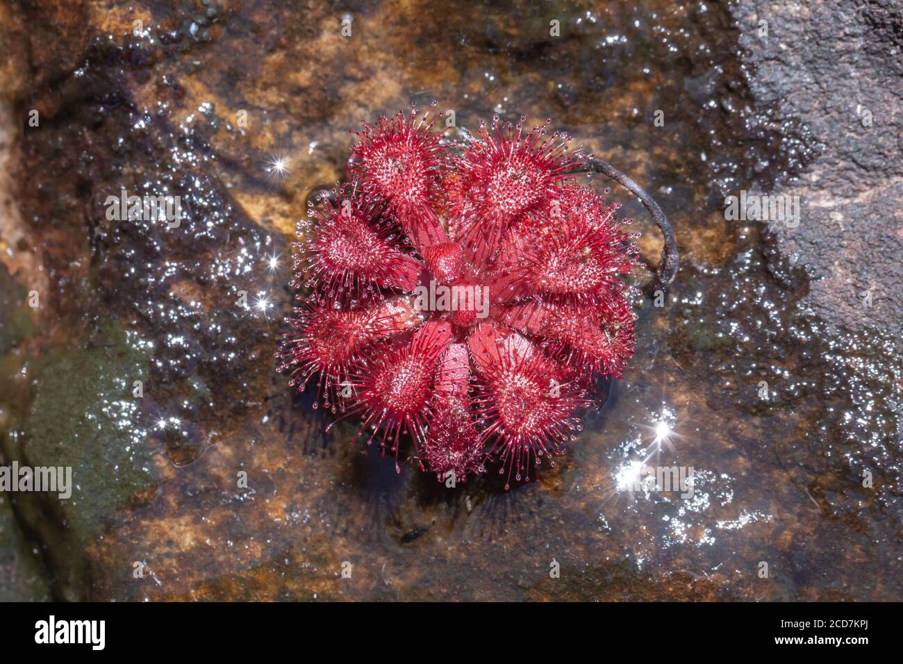 Drosera rubrifolia close to Ceres, Western Cape, South Africa Stock ...