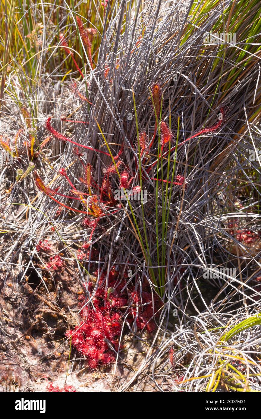 Drosera capensis and Drosera rubrifolia close to Ceres, Western Cape ...