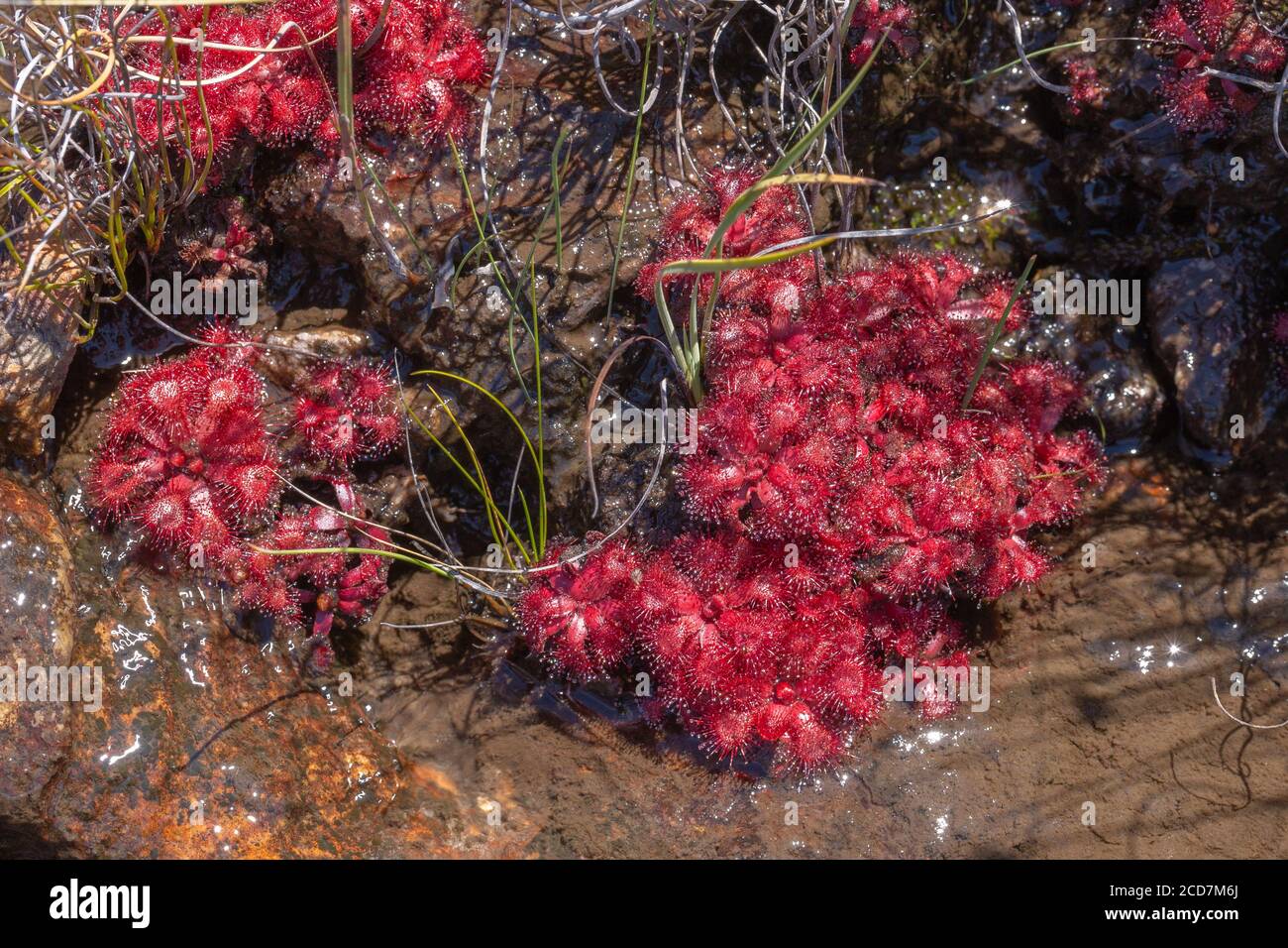 Drosera rubrifolia close to Ceres, Western Cape, South Africa Stock ...