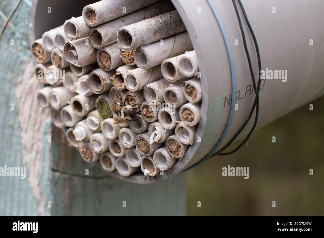Pipe containing bee tubes Stock Photo - Alamy