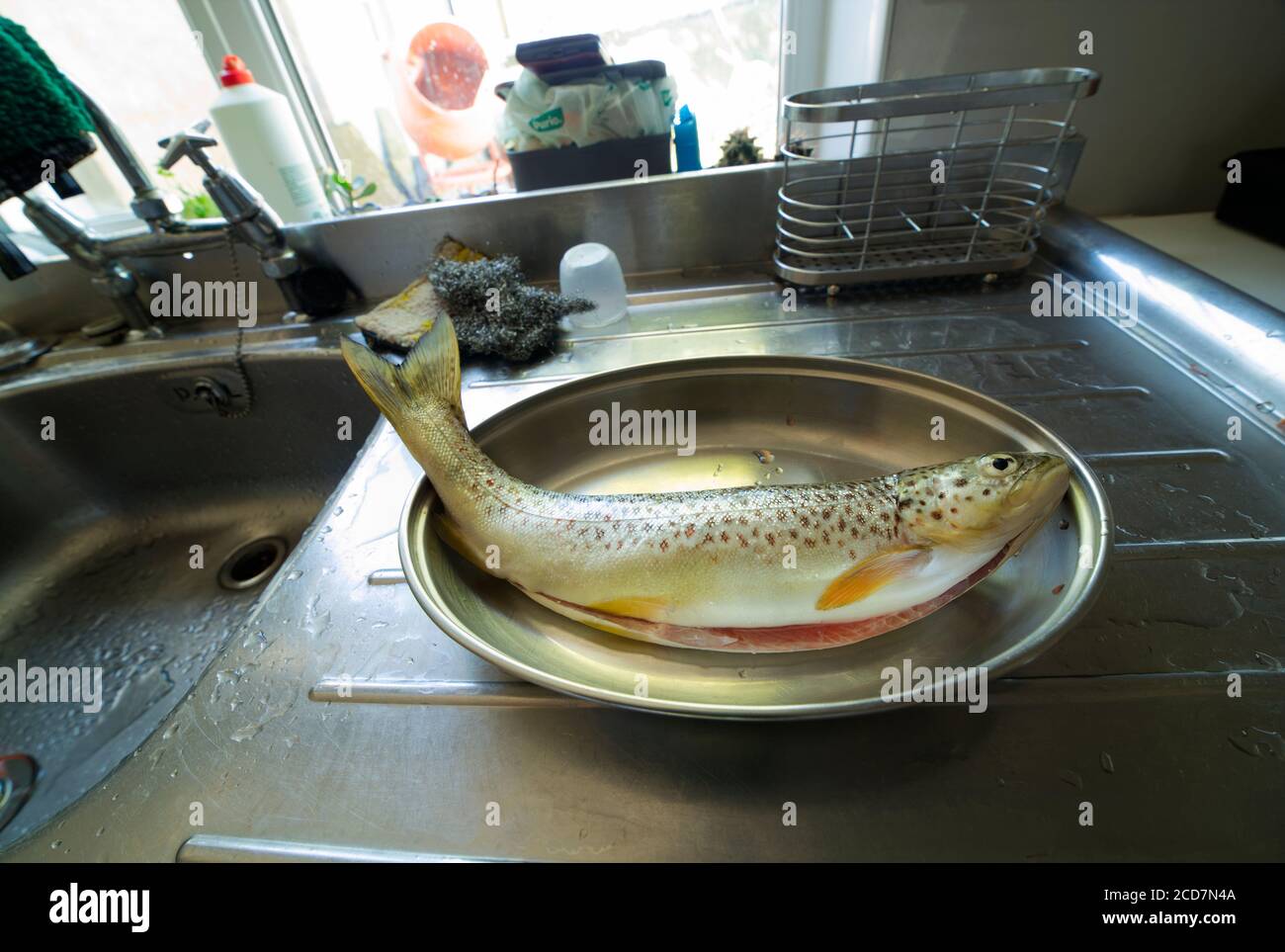 Freshly gutted brown trout lying in a dish Stock Photo - Alamy