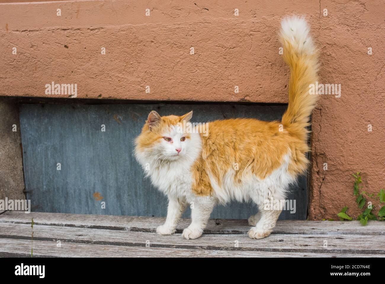 Red cat homeless lives in the basement of the house Stock Photo - Alamy