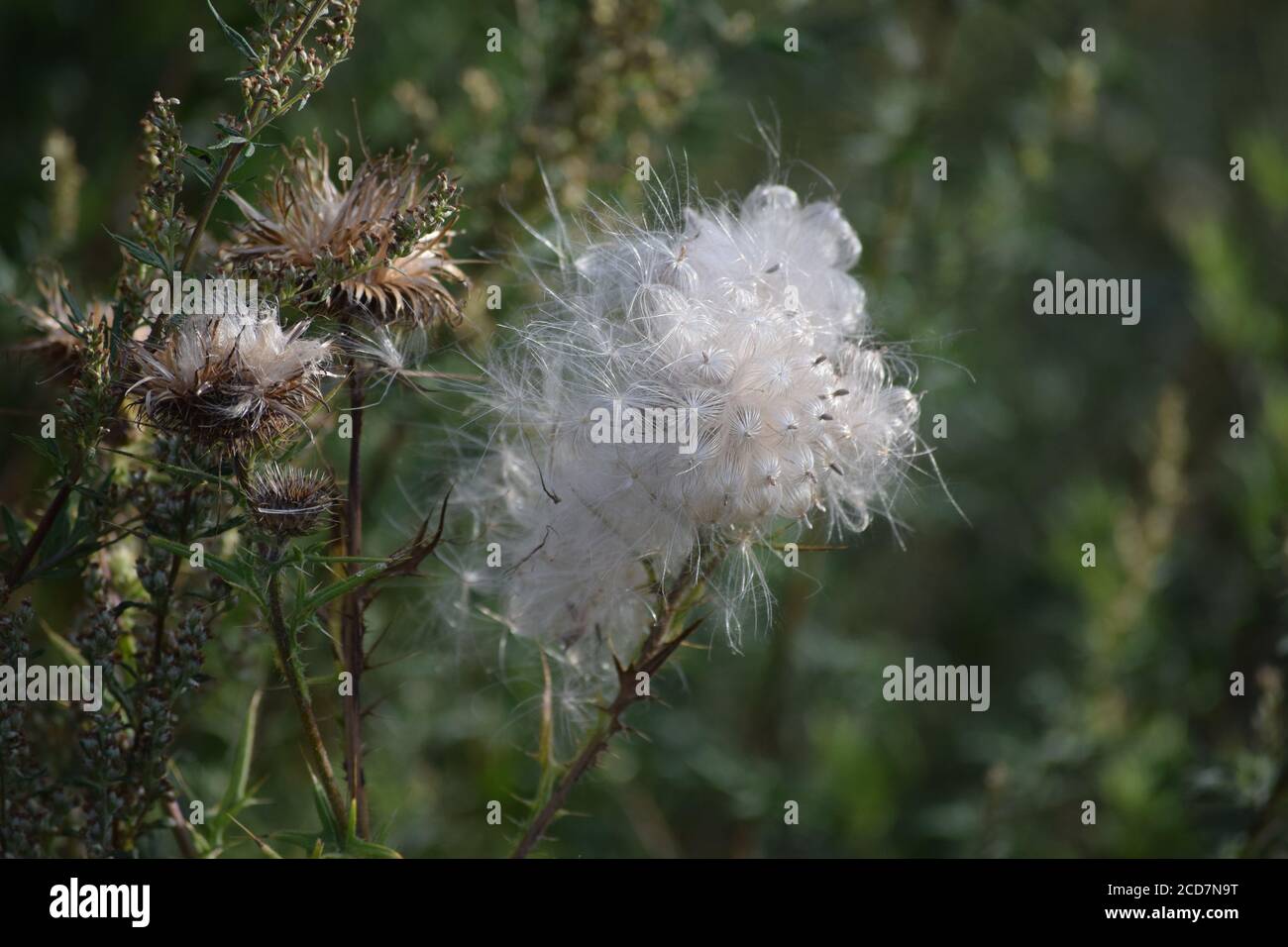 Pollen from the Thistle formed into a Ball Stock Photo - Alamy