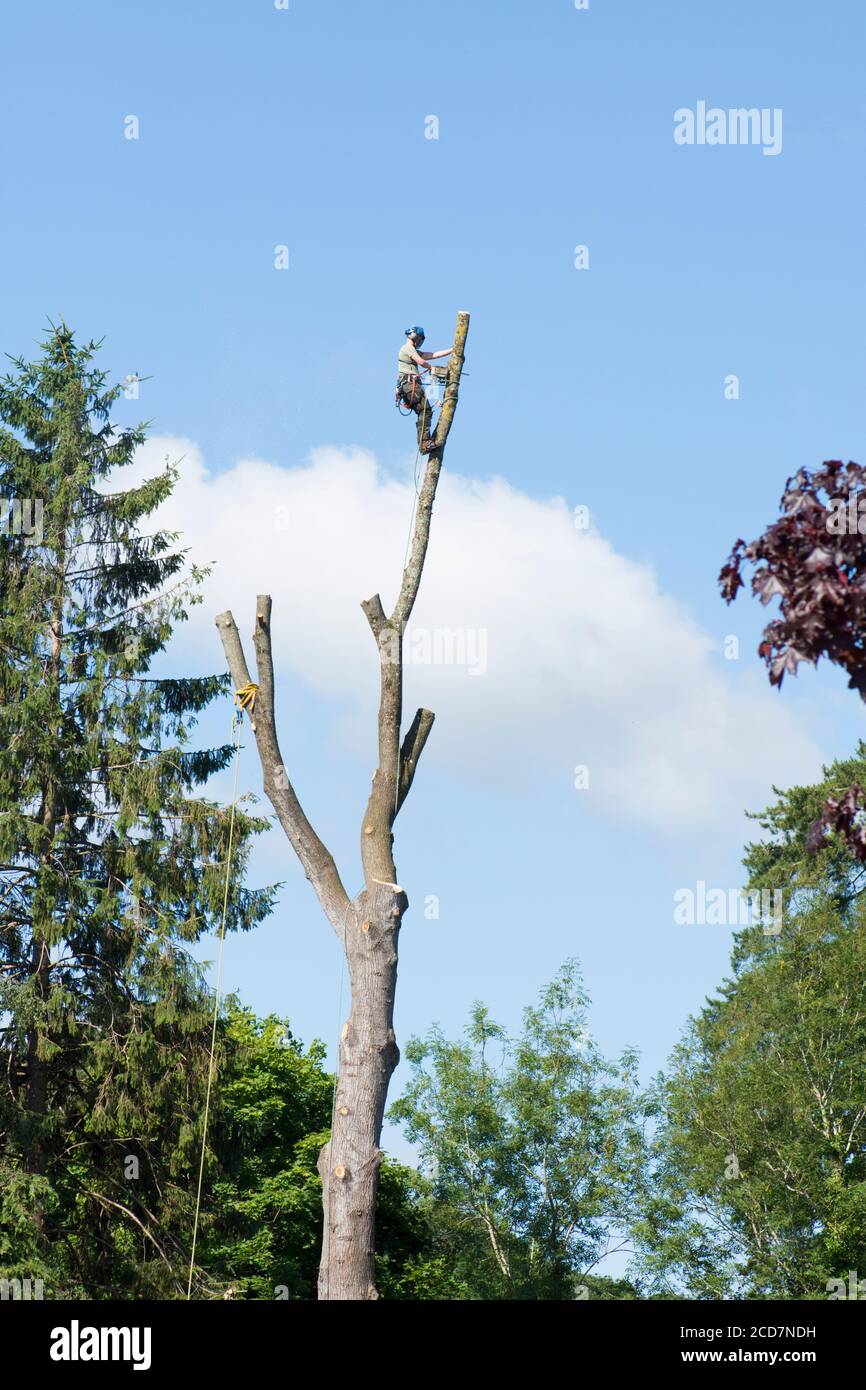 Tree surgeon reducing tree top hi-res stock photography and images - Alamy