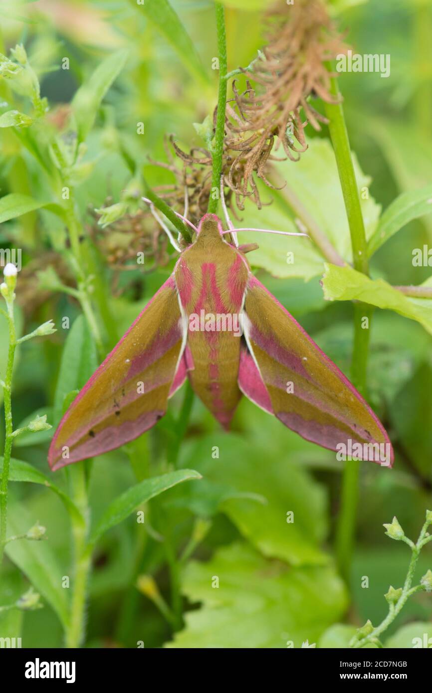 Elephant Hawk-moth, Deilephila elpenor, Moth, July, Sussex, UK Stock ...