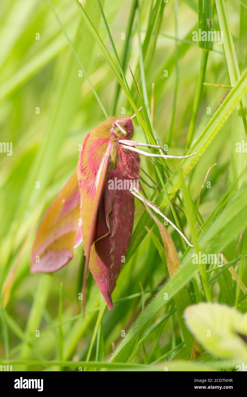 Moth profile hi-res stock photography and images - Alamy