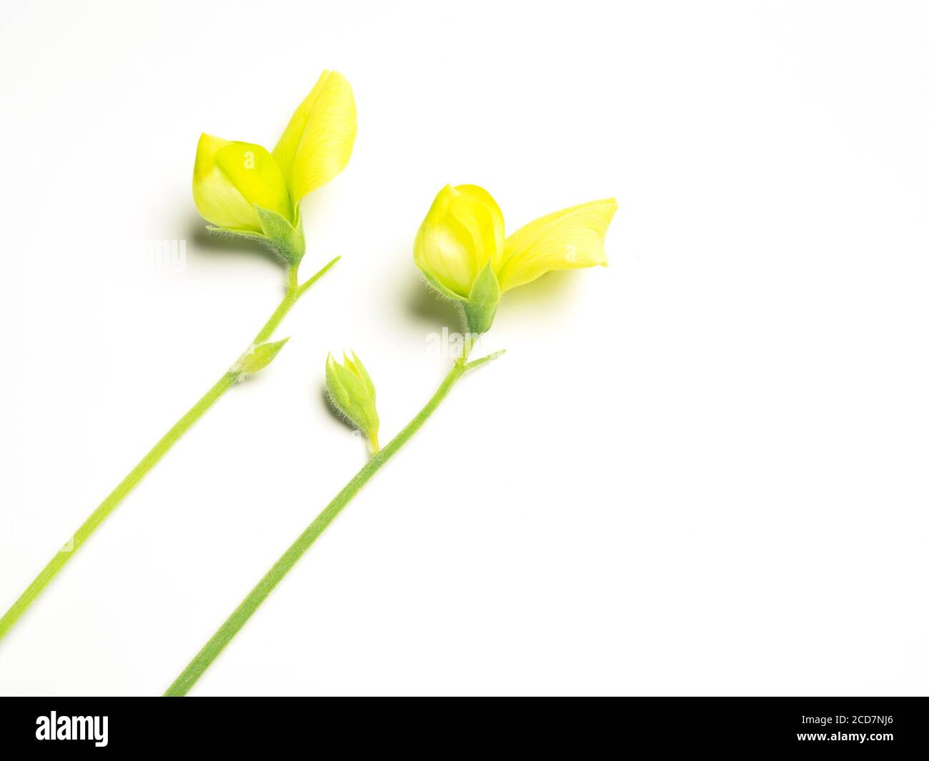 Two lathyrus chloranthus yellow sweet pea flowers on a white background ...