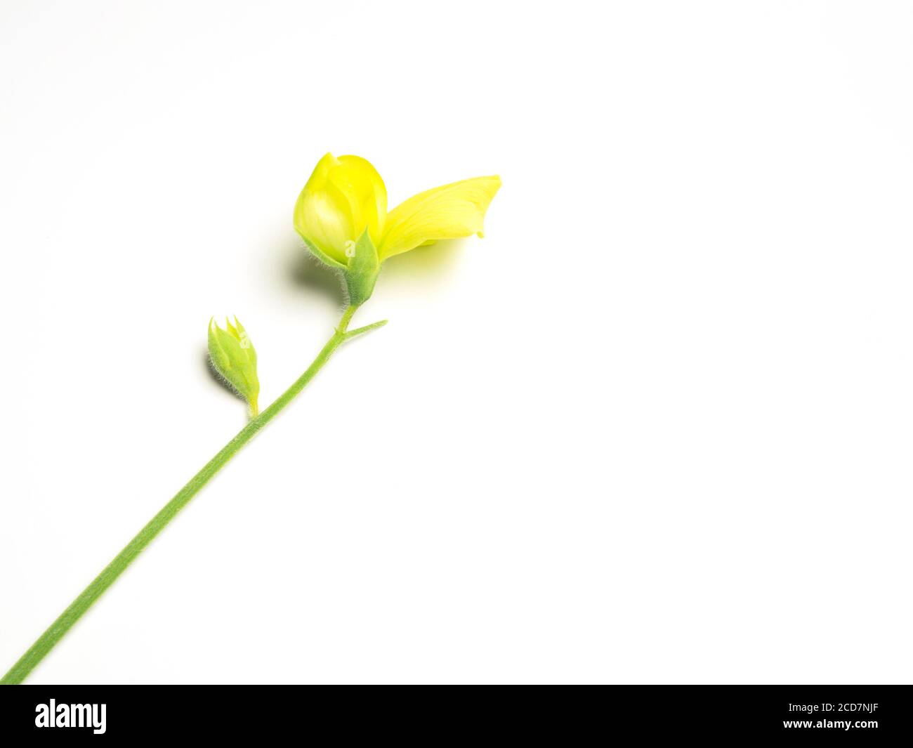 Lathyrus chloranthus yellow sweet pea flower on a white background with ...