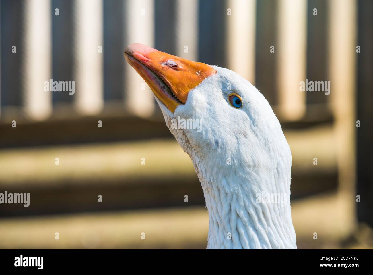 old white goose portait on nature outdoor Stock Photo - Alamy