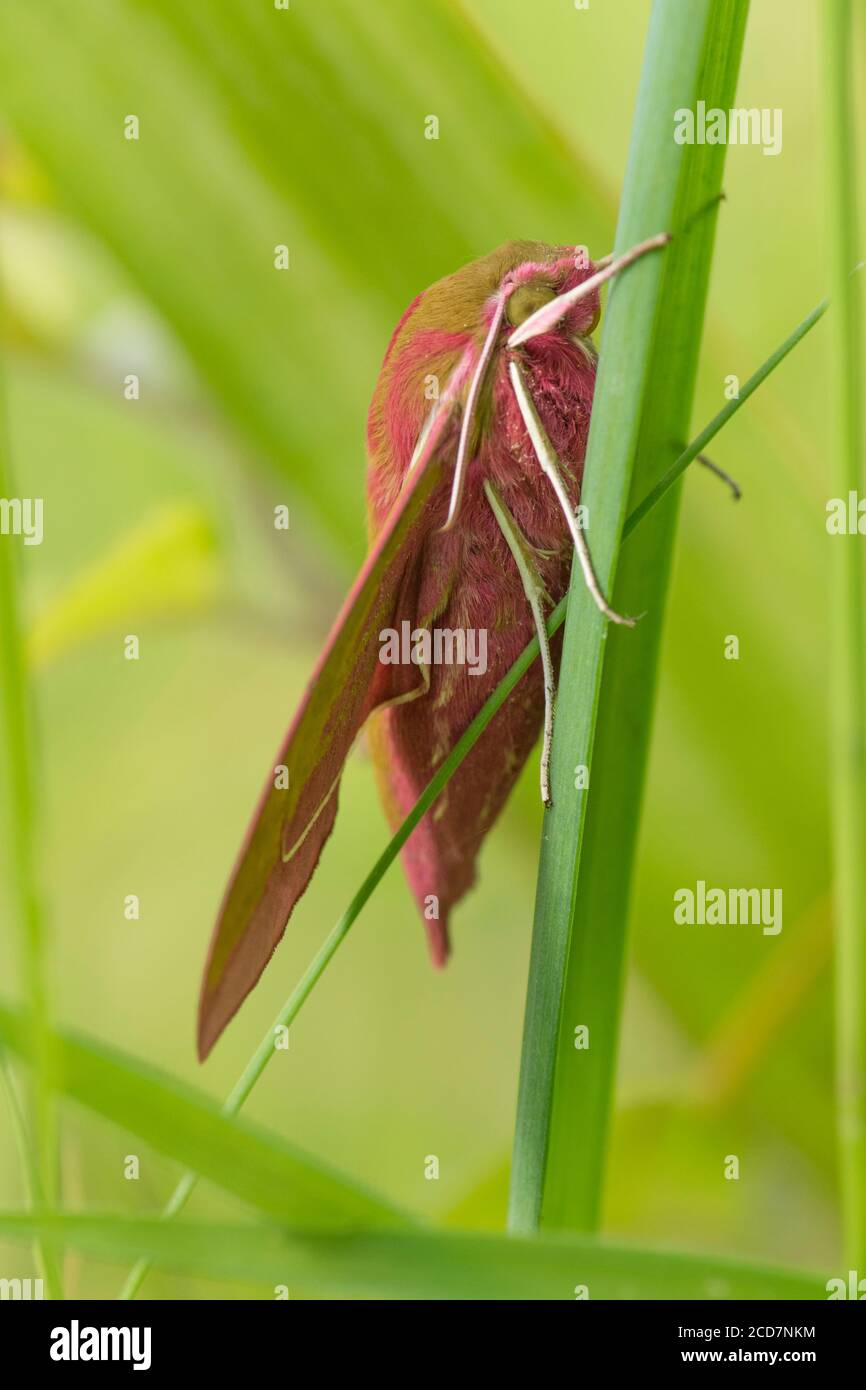 Elephant Hawk-moth, Deilephila elpenor, Moth, July, Sussex, UK Stock ...