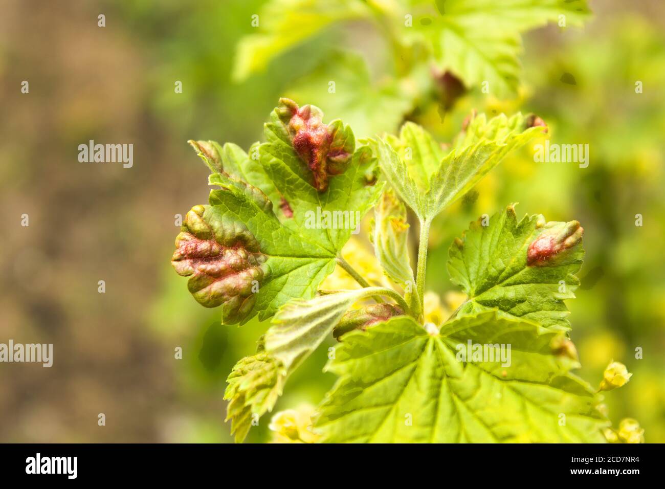 Curly leaves shrub hi-res stock photography and images - Alamy