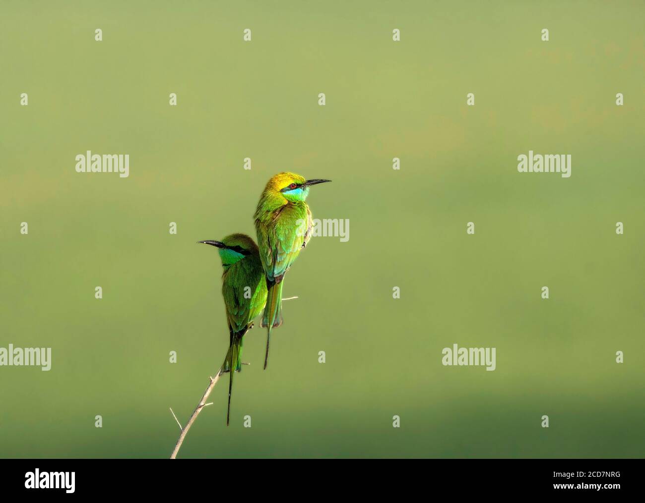 bee eaters in wildlife Stock Photo - Alamy