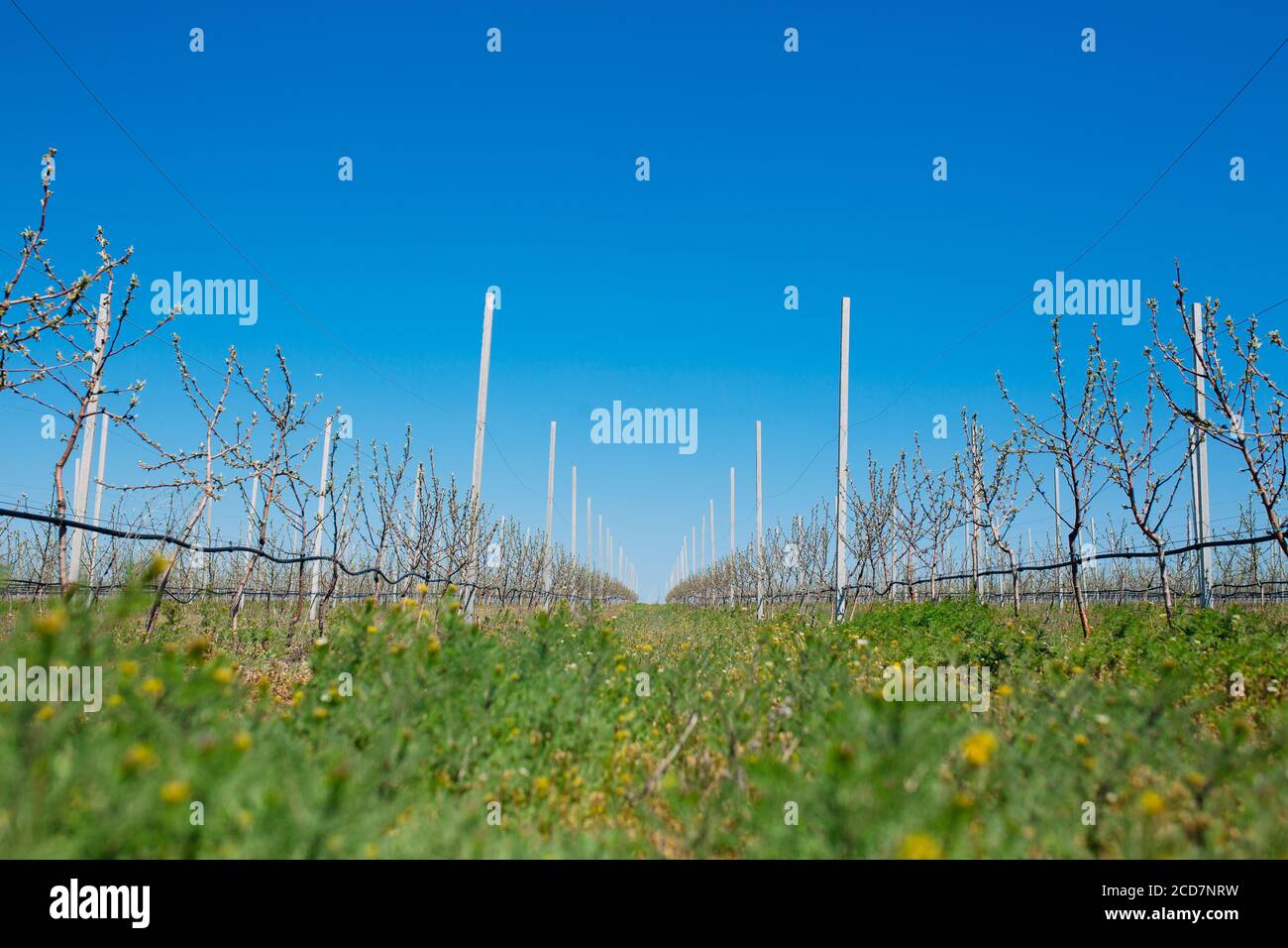 Apple orchard garden in springtime with rows of trees with blossom ...
