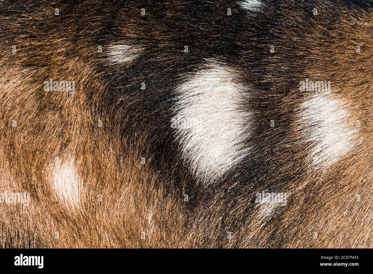 natural texture goat skin brown with spots Stock Photo - Alamy