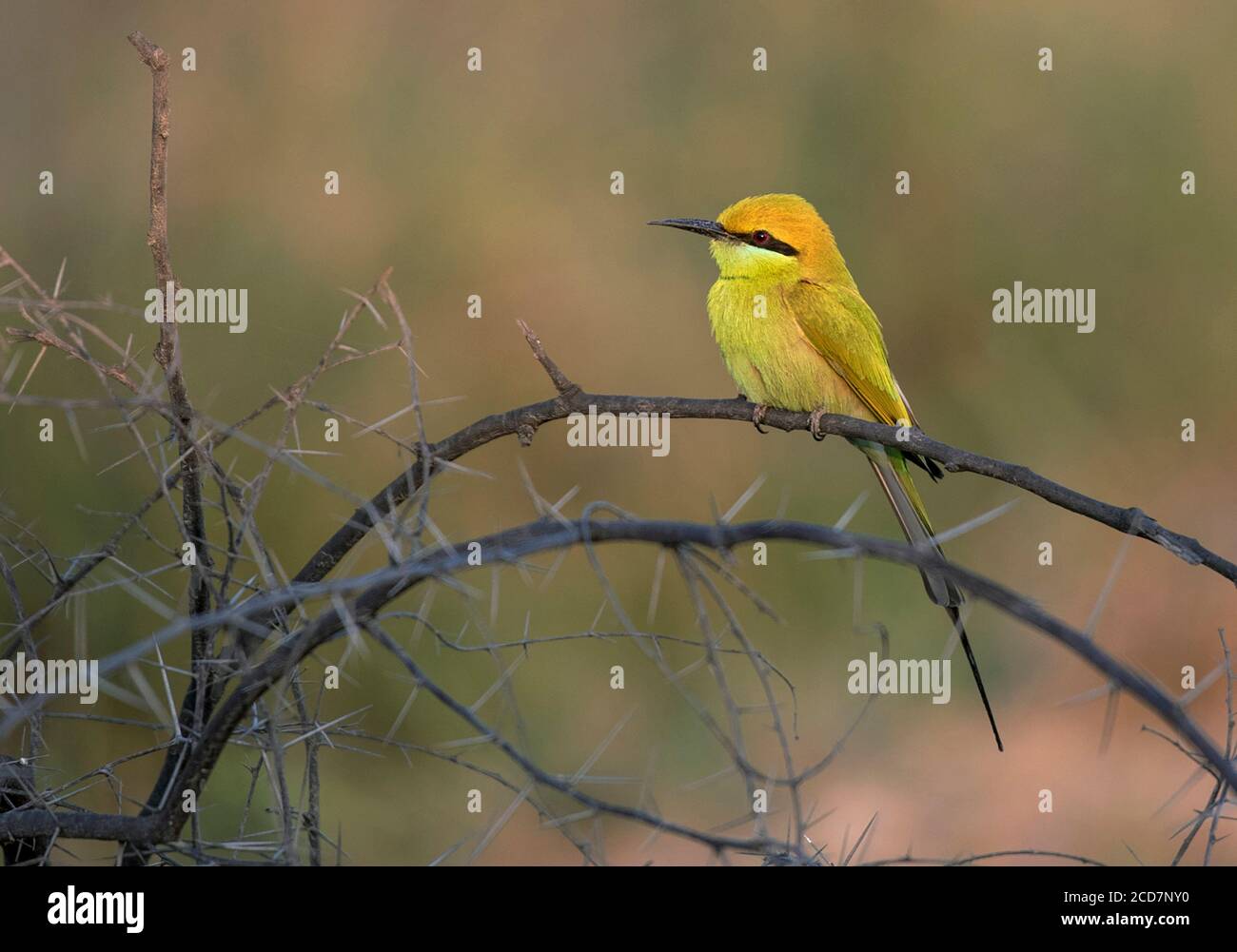 bee eaters in wildlife Stock Photo - Alamy