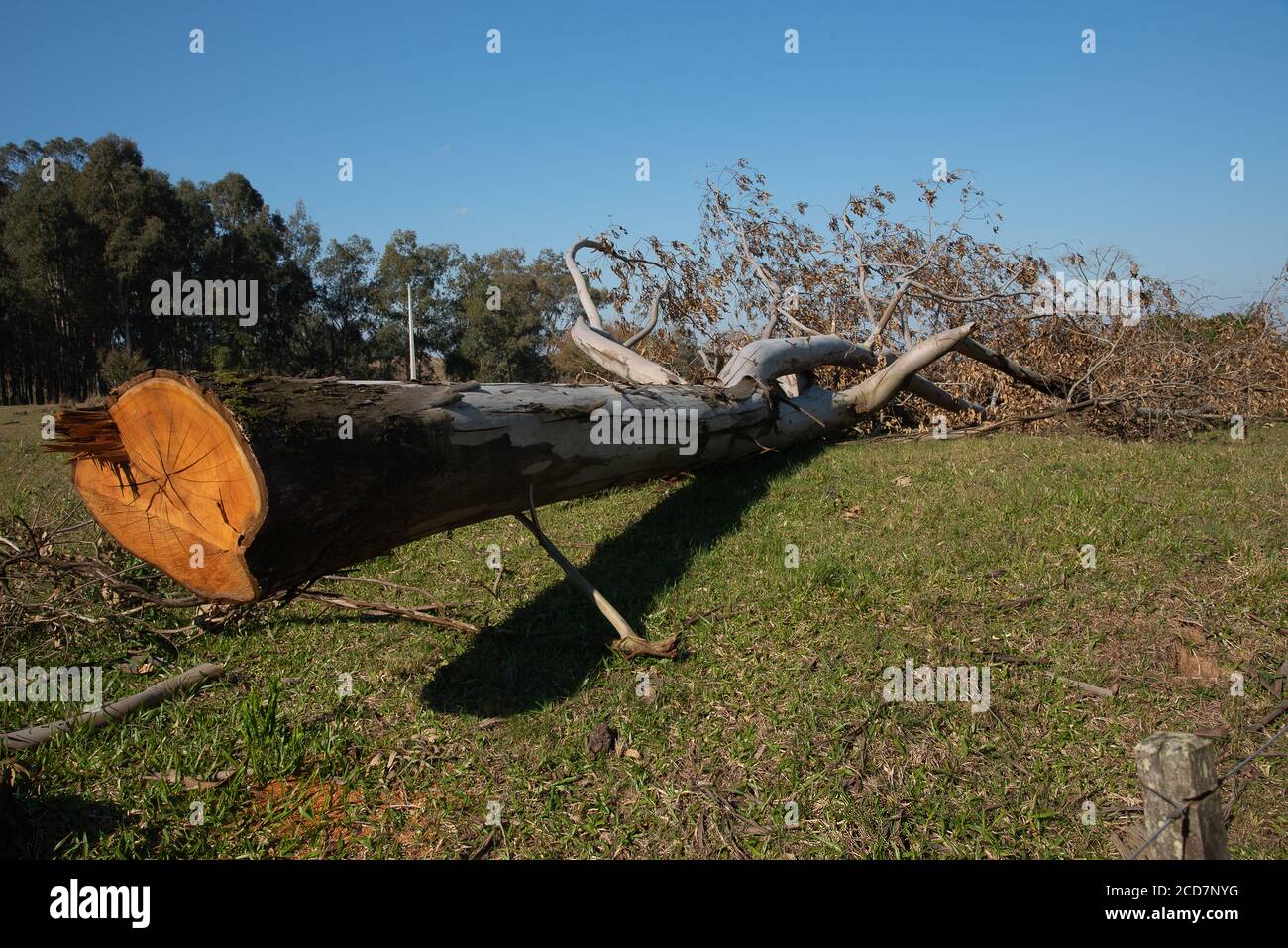 Eucalyptus tree trunk section hi-res stock photography and images - Alamy