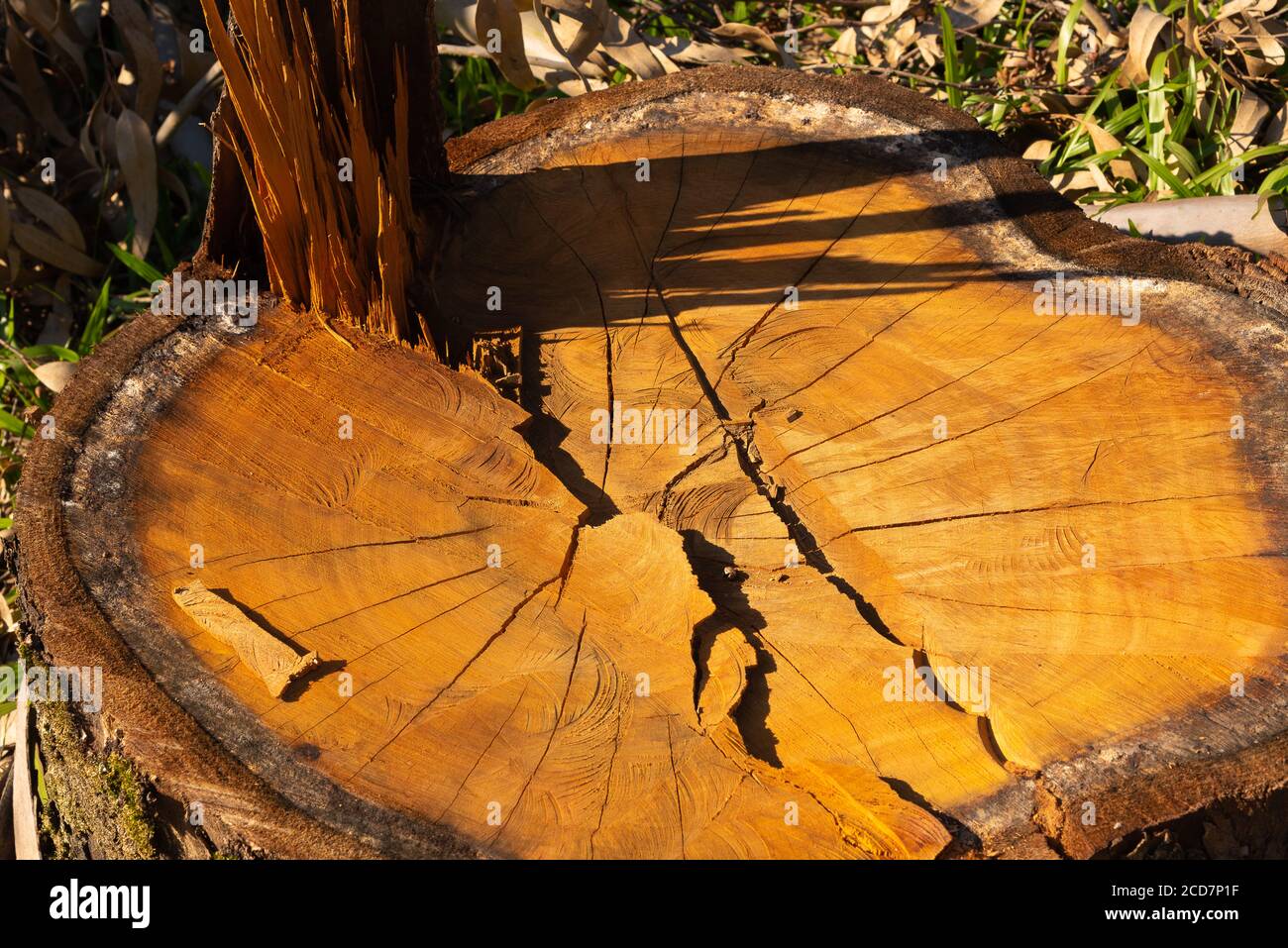 Eucalyptus tree felled and sawn on the trunk. Red heartwood of a ...