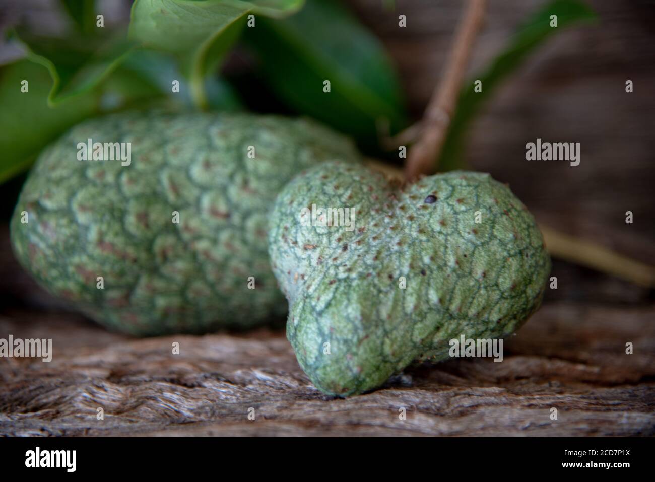 Tropical fruit of atemoia. Atemoia is a hybrid fruit that is obtained ...