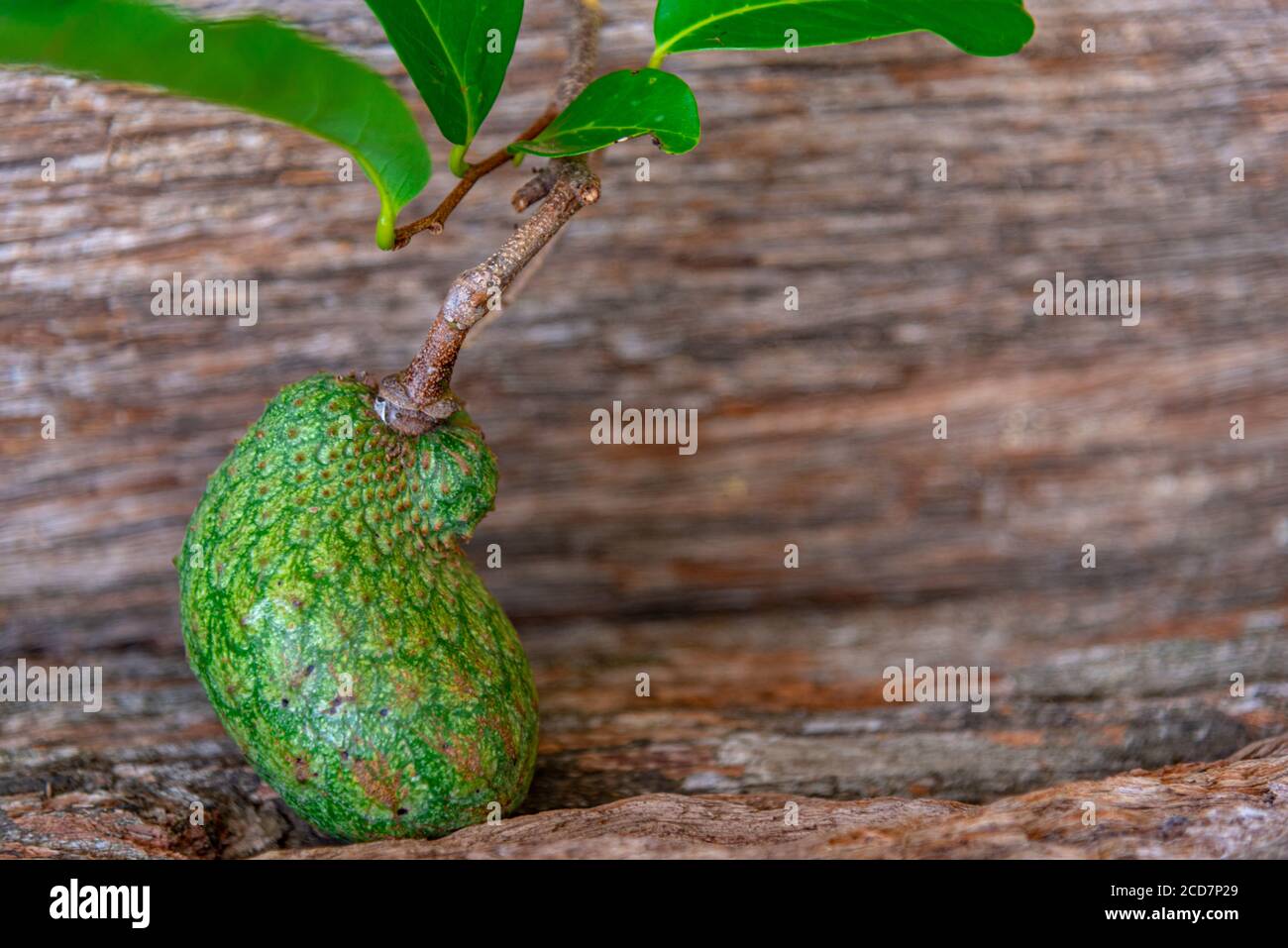 Tropical fruit of atemoia. Atemoia is a hybrid fruit that is obtained ...