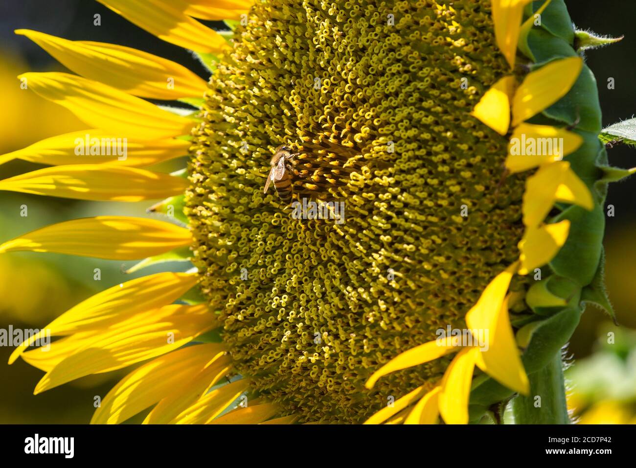 Close up Sunflowers and flying bee in Tokyo, Japan Stock Photo - Alamy
