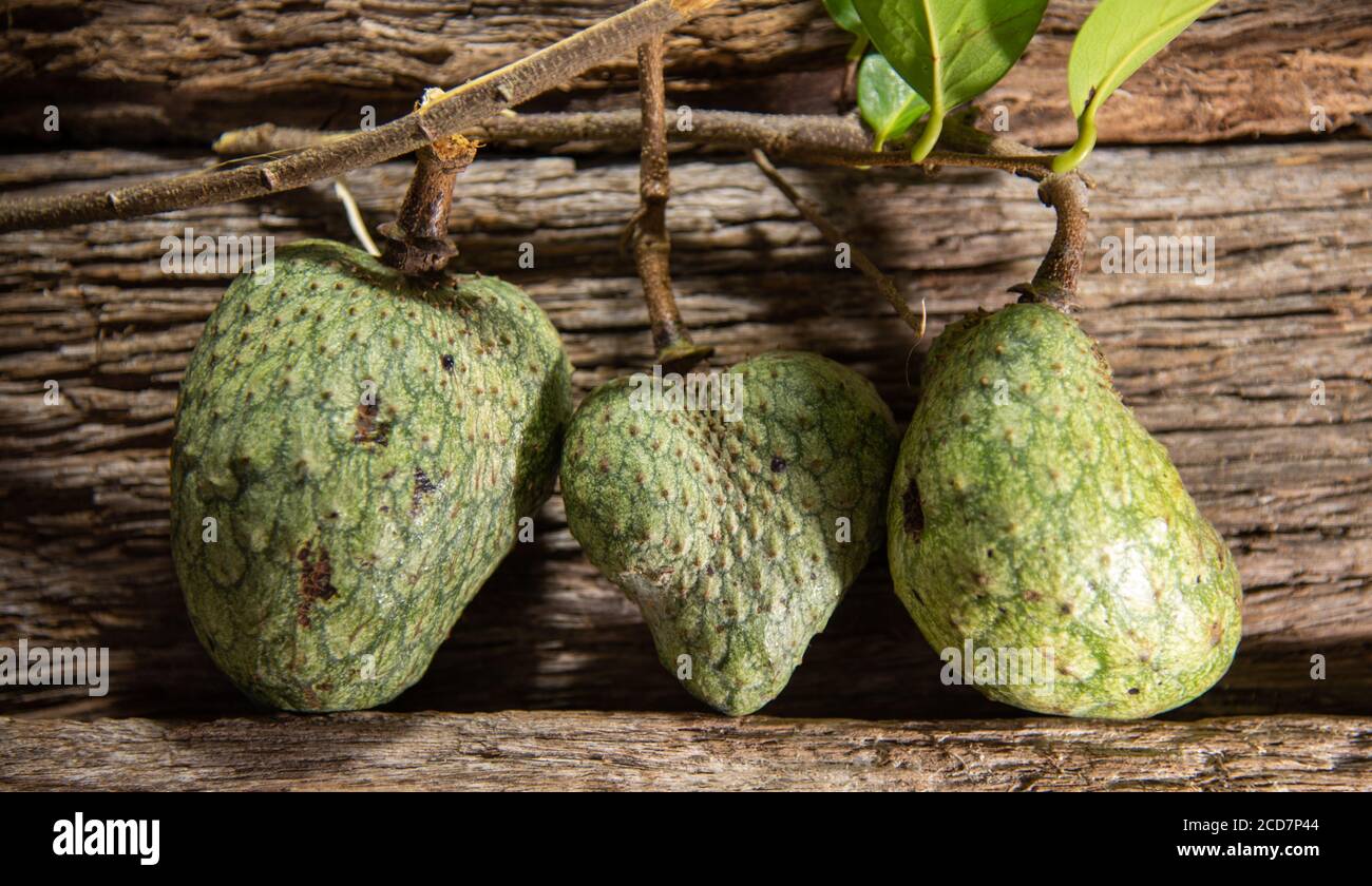 Tropical fruit of atemoia. Atemoia is a hybrid fruit that is obtained ...
