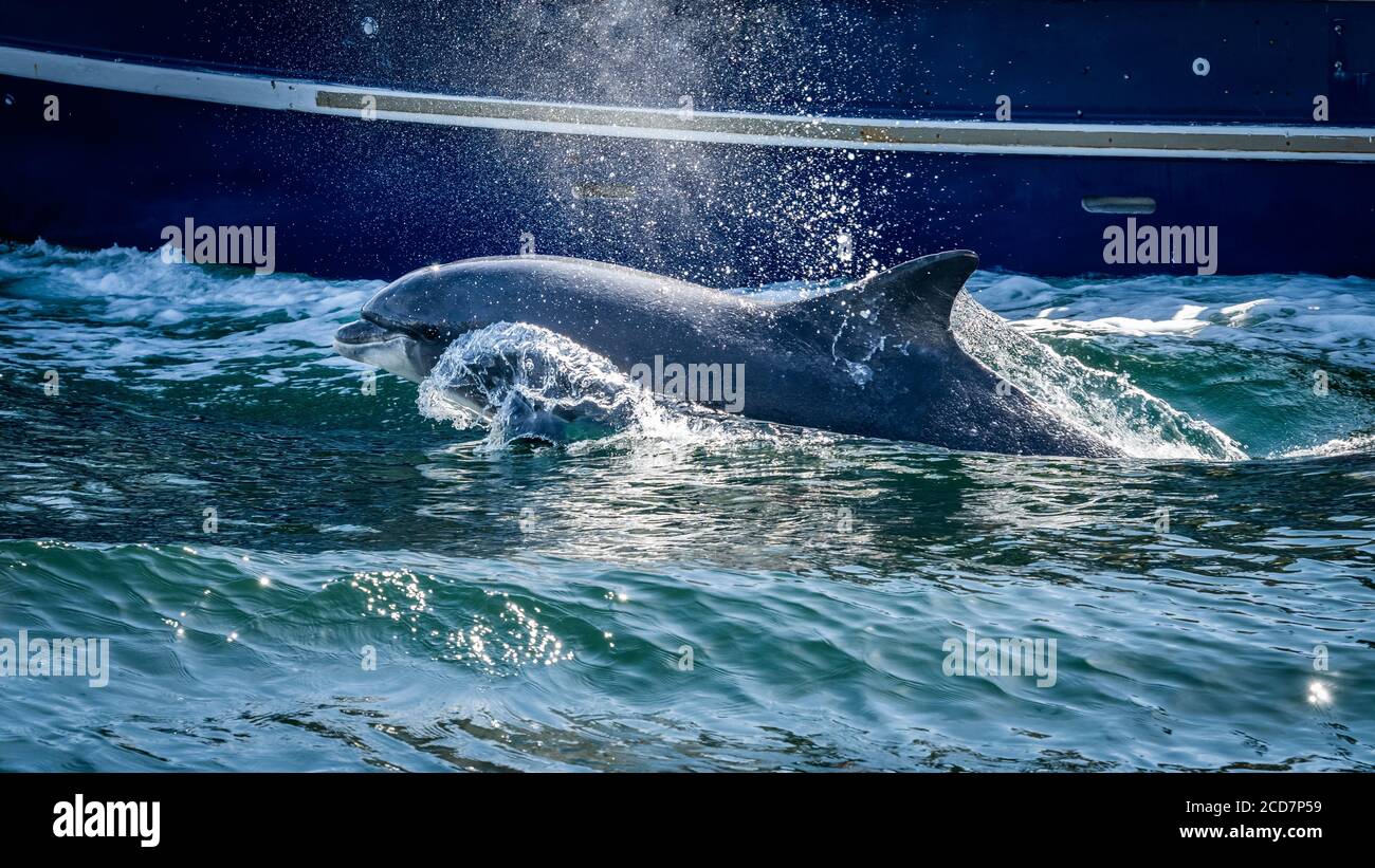Fungie dolphin hi-res stock photography and images - Alamy
