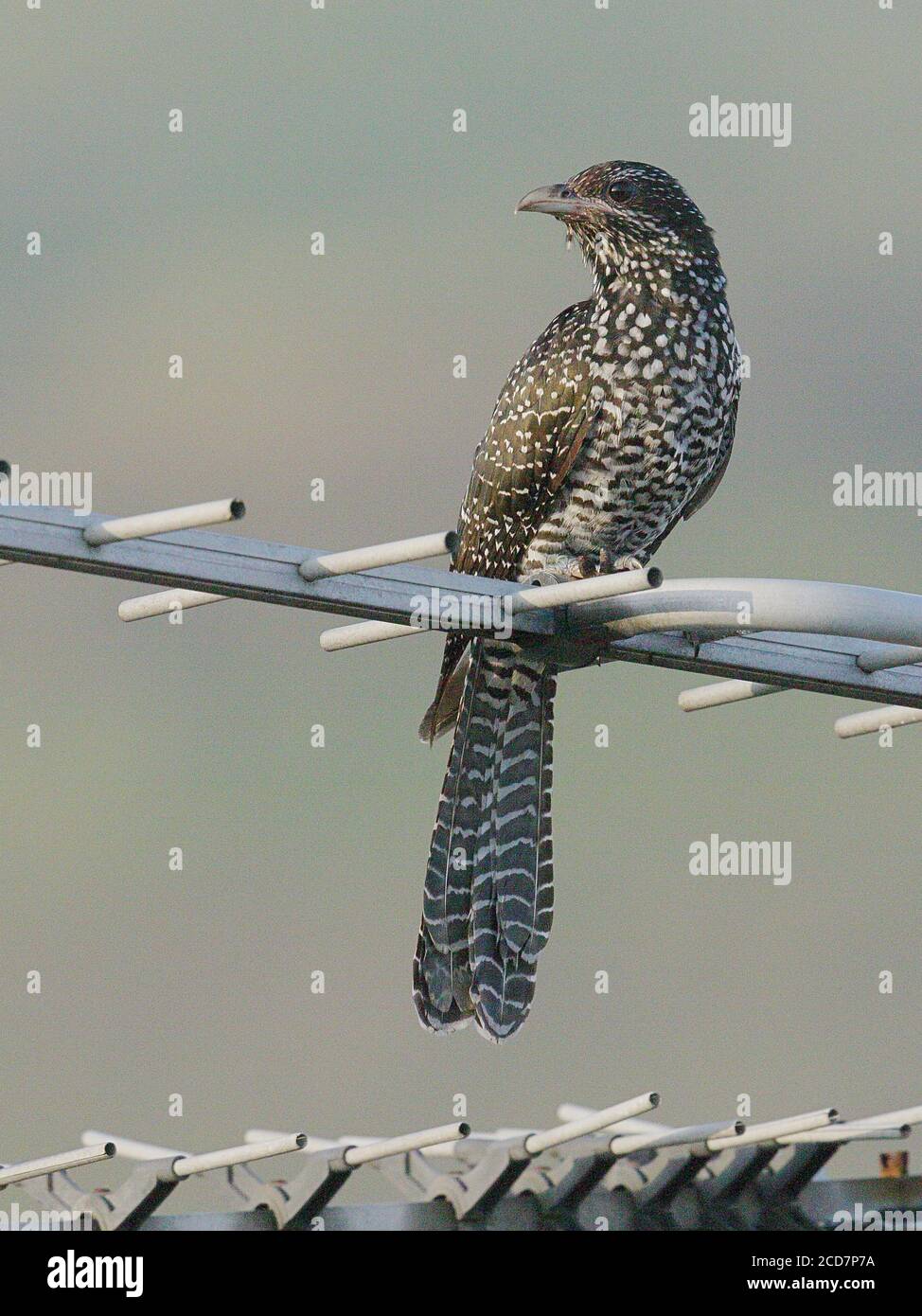 Asian Koel (Eudynamys scolopaceus), female near Mai Po Marshes Nature ...