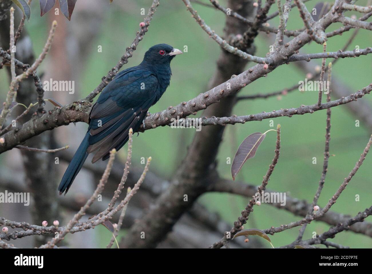 Asian Koel (Eudynamys scolopaceus), male at Mai Po Marshes Nature ...