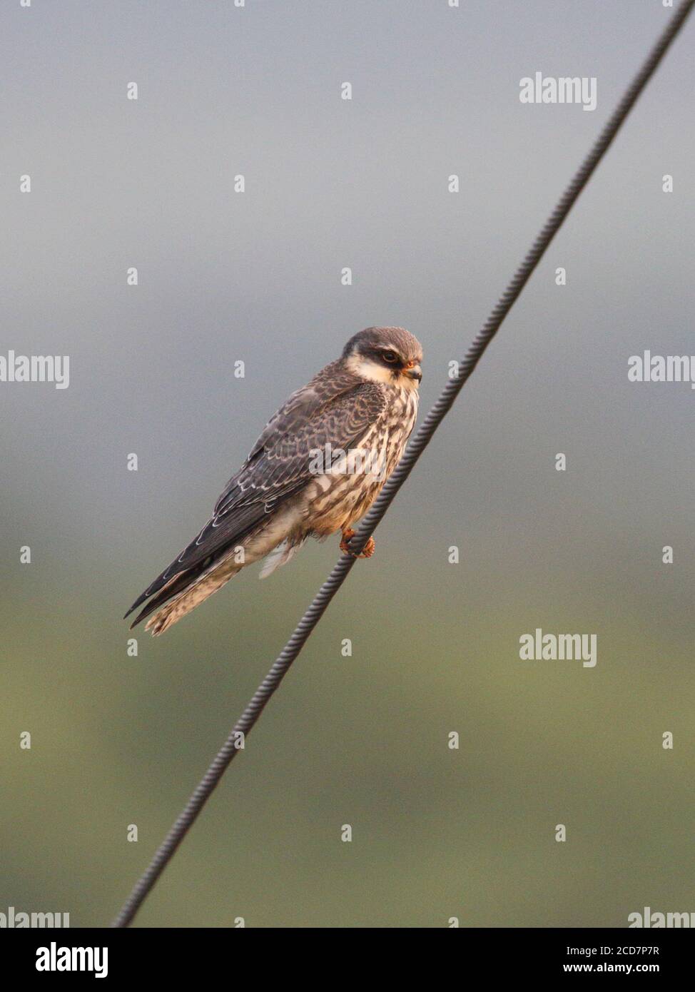 Amur falcon group hi-res stock photography and images - Alamy