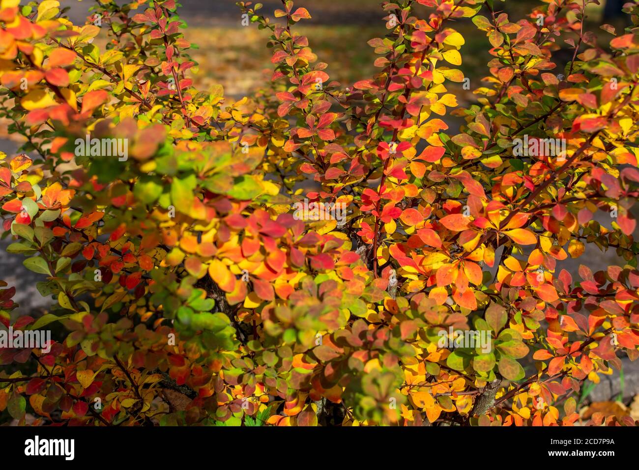 Creative autumn background of barberry bush leaves Stock Photo - Alamy