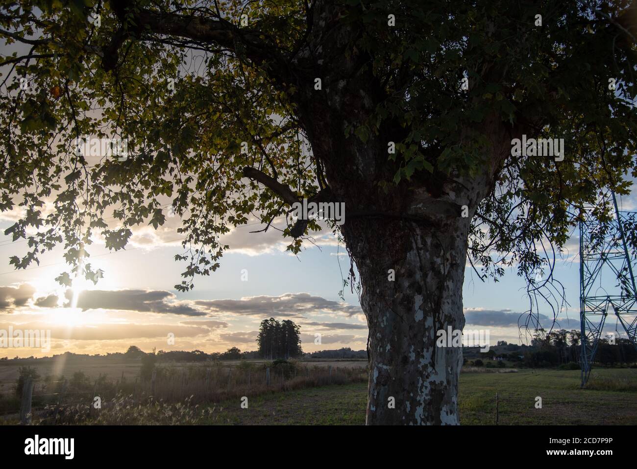 Tree silhouette and trunk. Maple tree. Sunset in southern Brazil. Farms ...