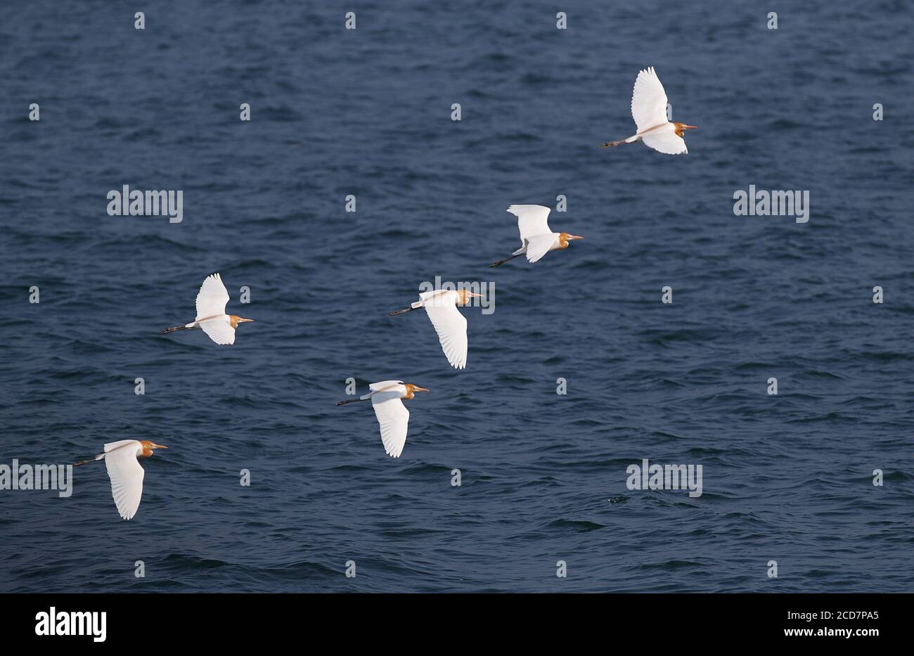 Eastern Cattle Egrets (Bubulcus coromandus) - migrating flock in flight ...