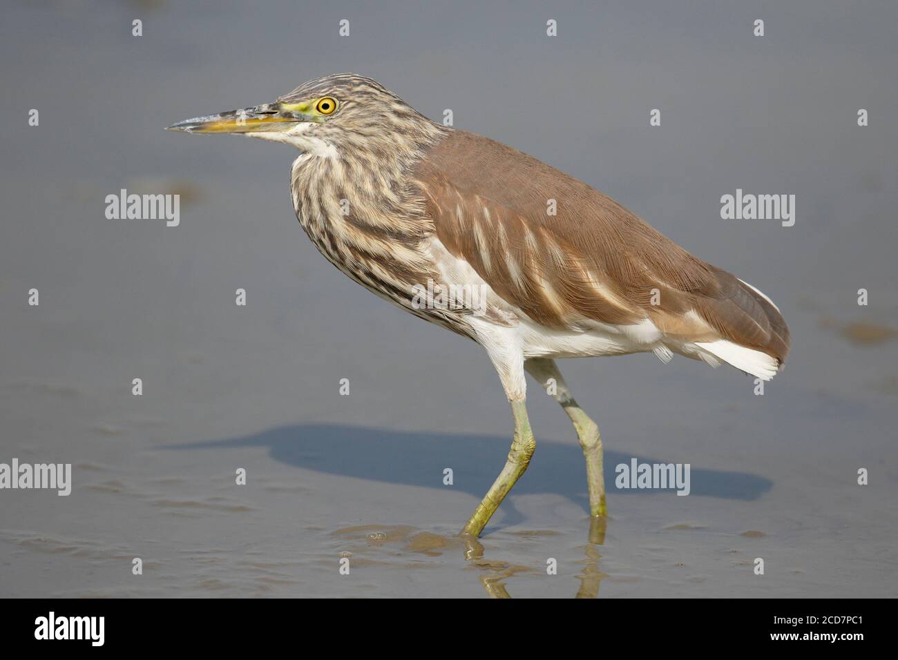 Chinese Pond Heron (Ardeola bacchus), side view, Mai Po Marshes Nature ...