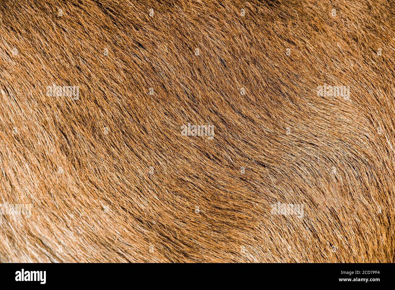 Goat hair texture hi-res stock photography and images - Alamy