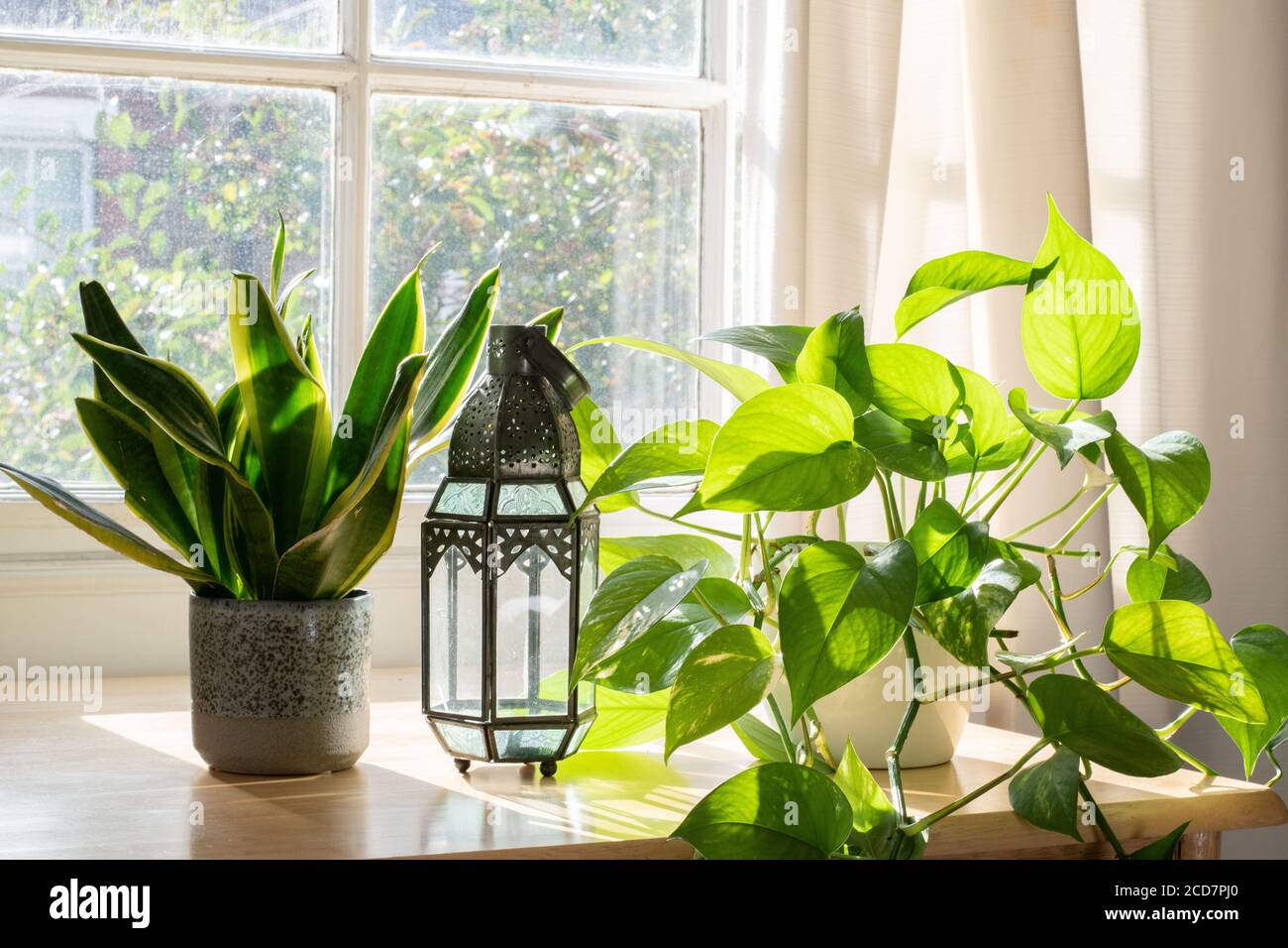 Snake plant and devils Ivy in a beautifully designed home or apartment ...