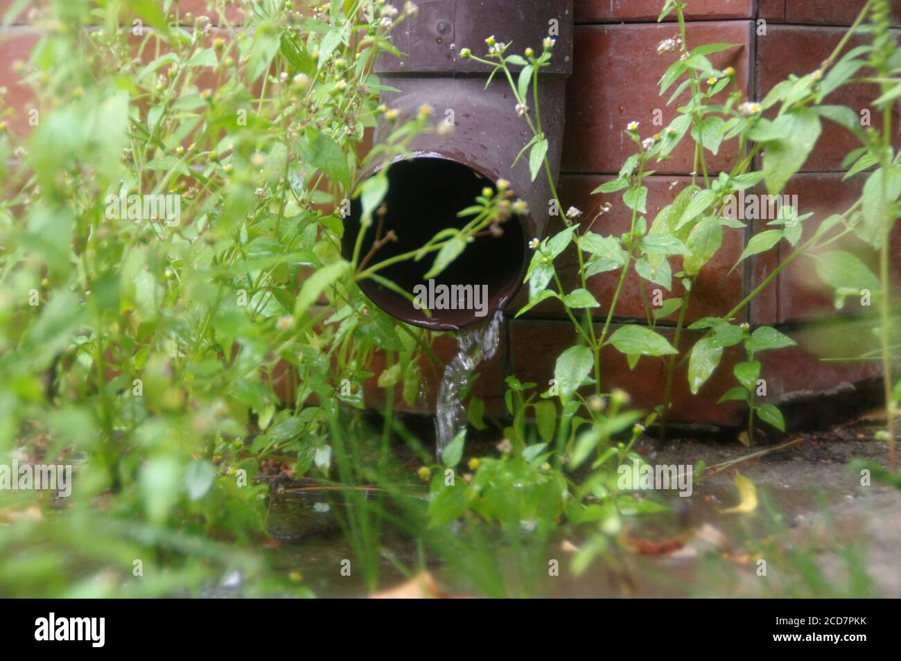 Water flows from the gutter after rain. Rainwater retention and ...