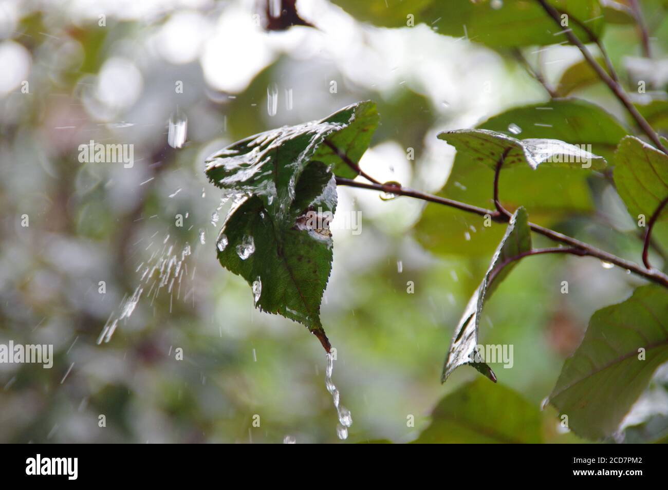 Raindrops splash on the leaves. Rainy weather in the fall season Stock ...