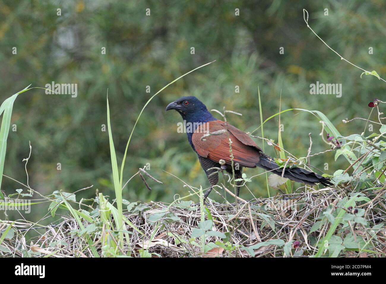 Centropus bengalensis hi-res stock photography and images - Alamy