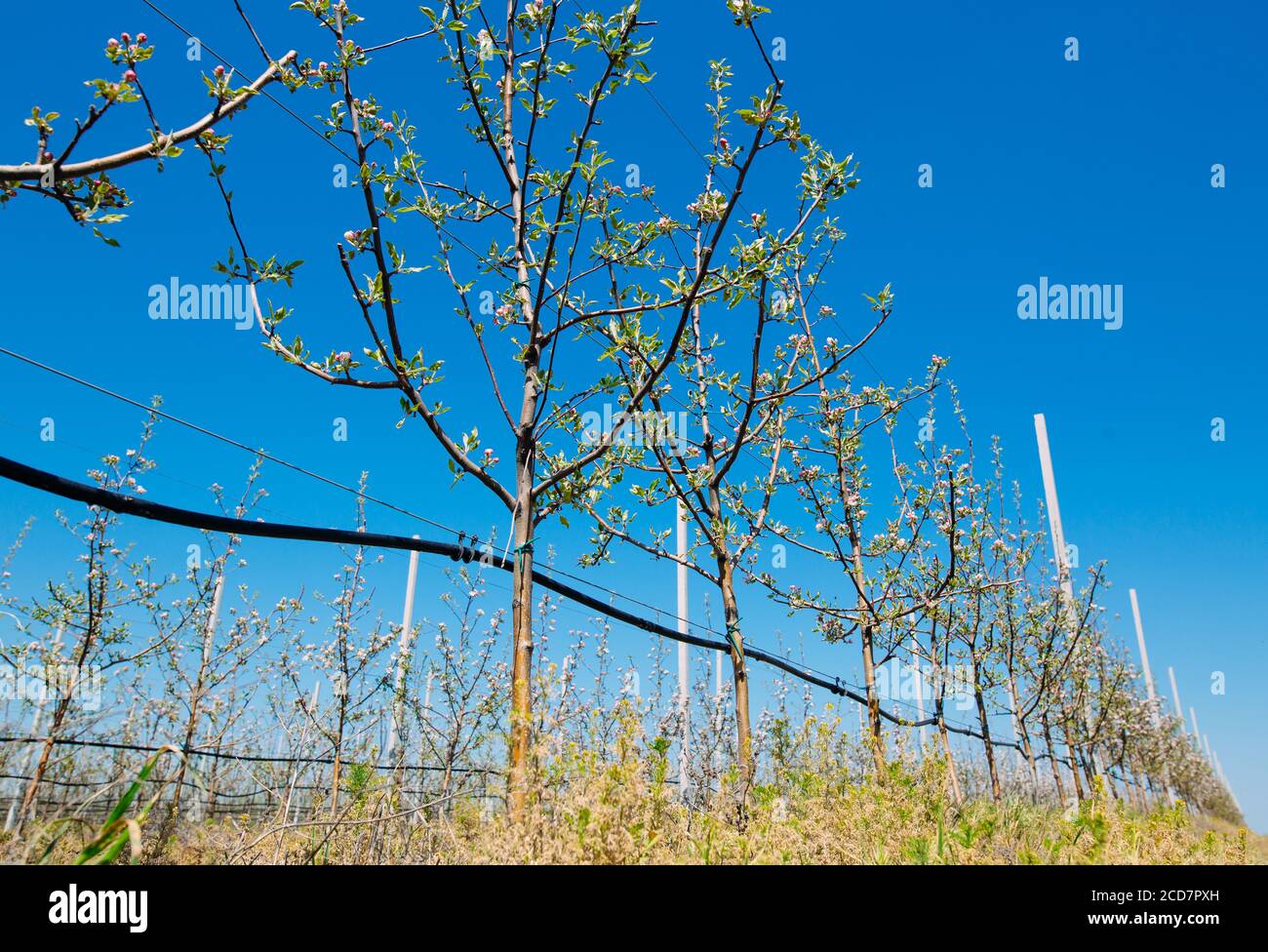 Apple orchard garden in springtime with rows of trees with blossom ...