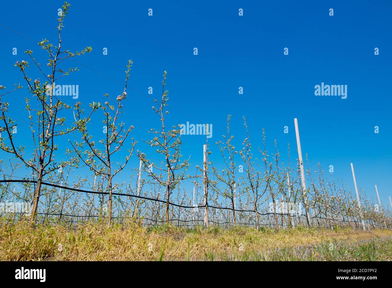 Apple orchard garden in springtime with rows of trees with blossom ...