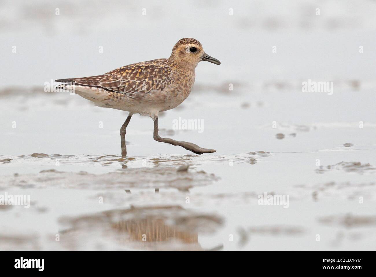 Asian Waders High Resolution Stock Photography and Images - Alamy