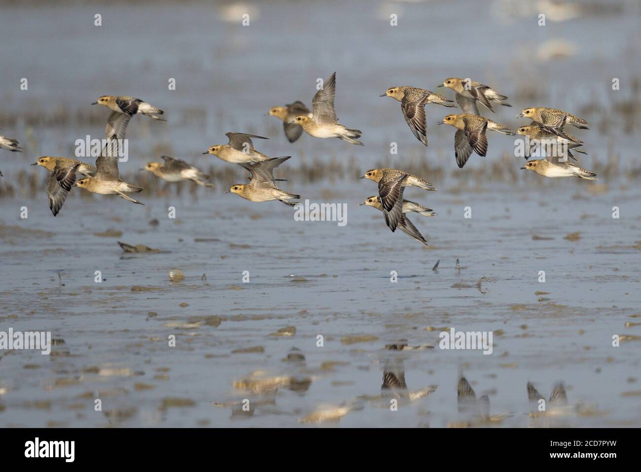 Golden plovers hi-res stock photography and images - Alamy