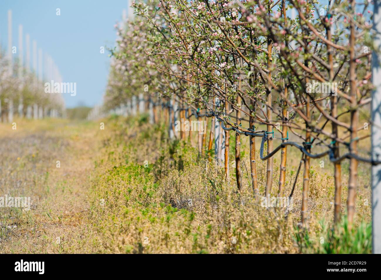 Apple orchard garden in springtime with rows of trees with blossom ...