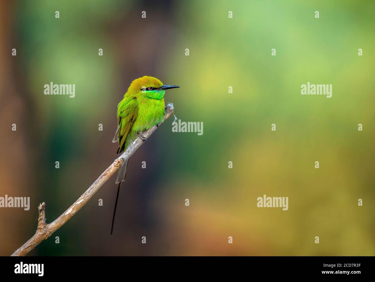 bee eaters in wildlife Stock Photo - Alamy