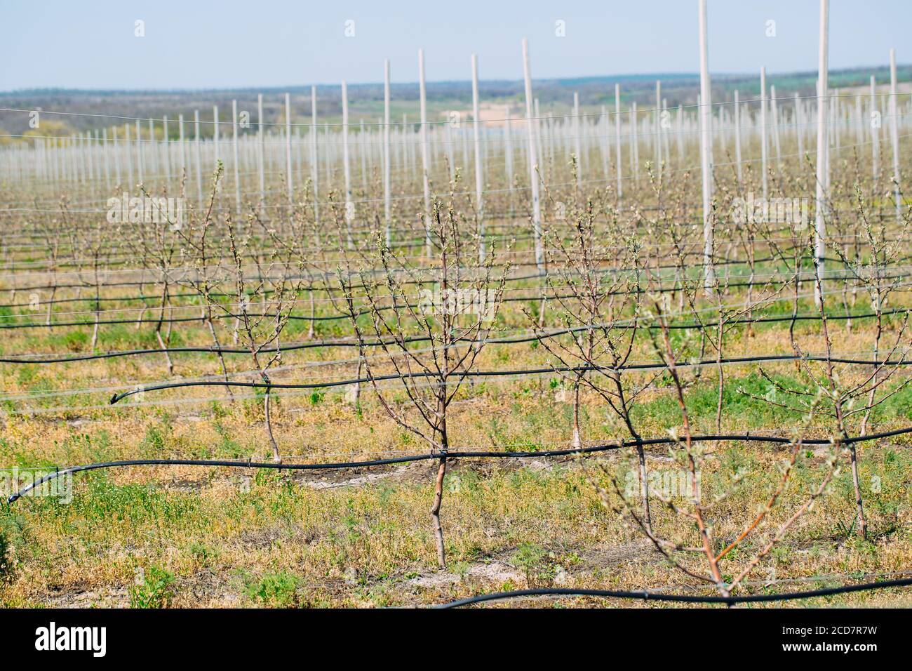 Apple orchard garden in springtime with rows of trees with blossom ...