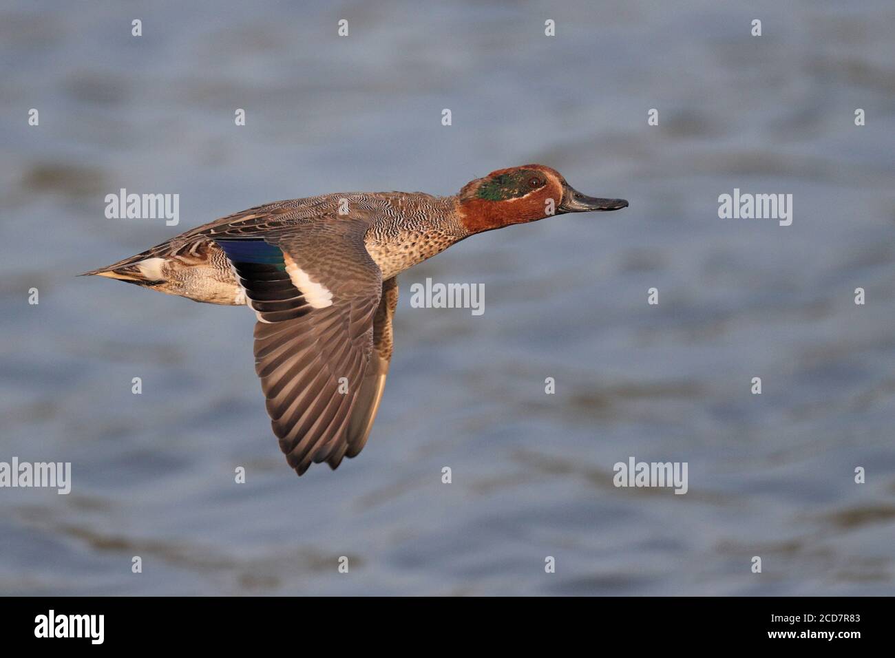 Eurasian teal anas crecca hi-res stock photography and images - Alamy