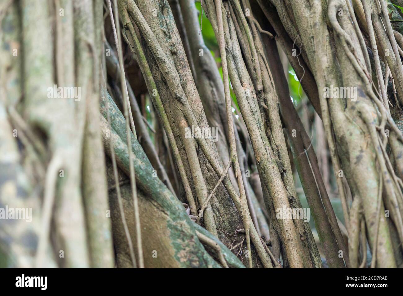 Root system fig hi-res stock photography and images - Alamy