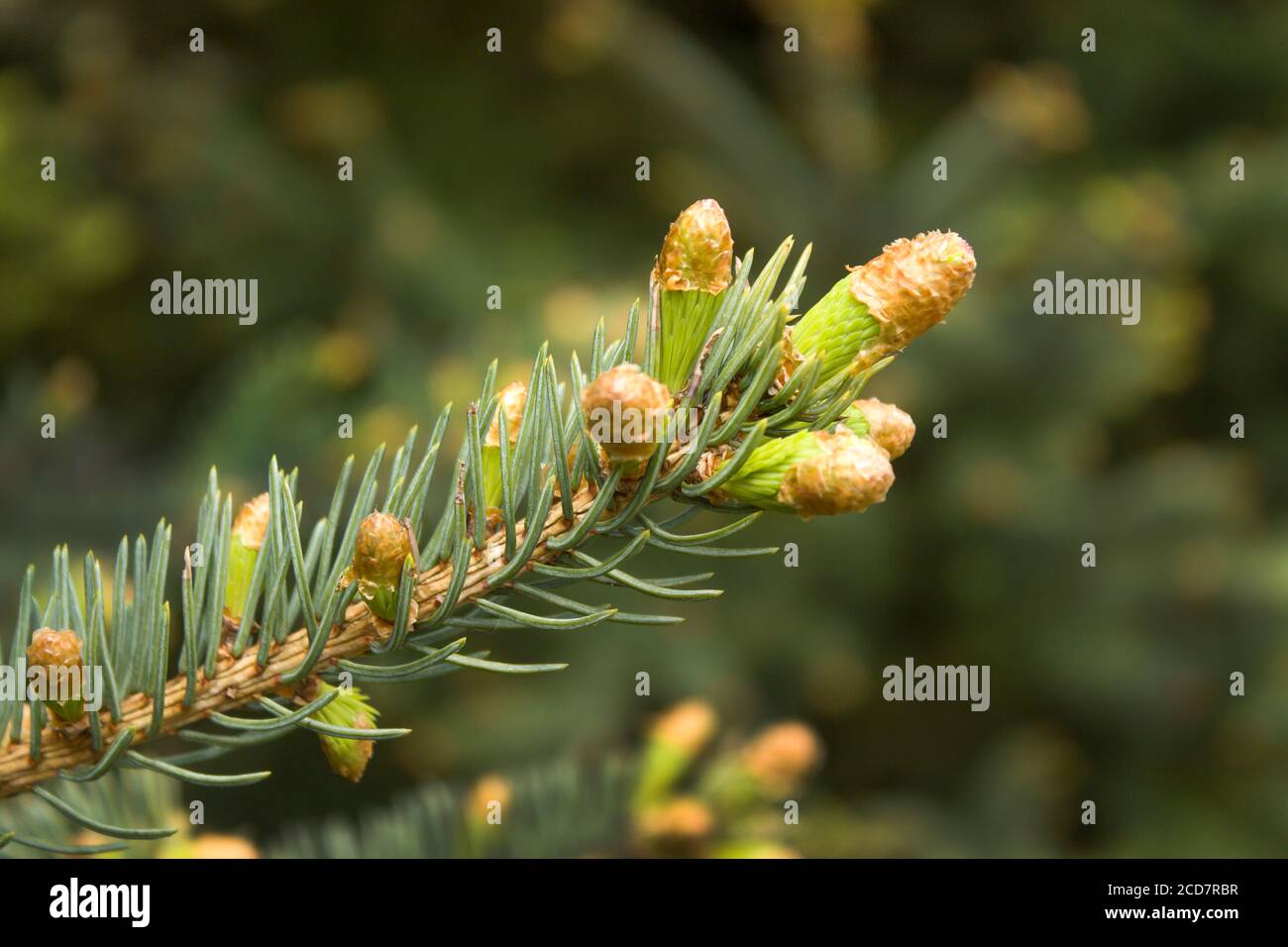 Young buds hi-res stock photography and images - Alamy